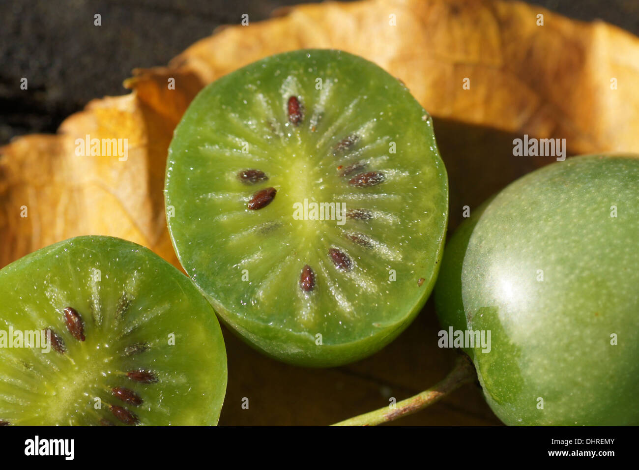 Hardy kiwi hi-res stock photography and images - Alamy