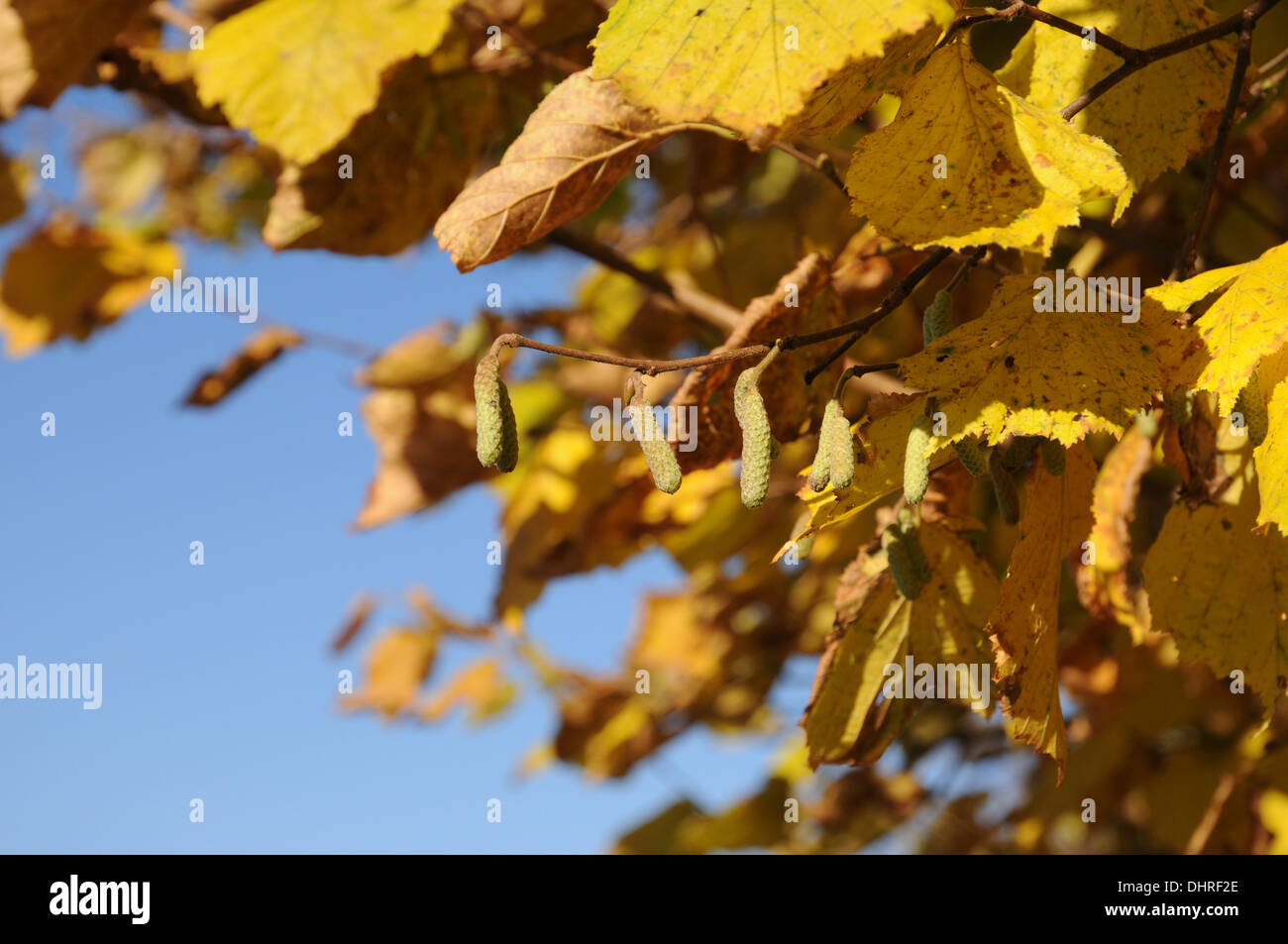 Indian hazelnut hi-res stock photography and images - Alamy
