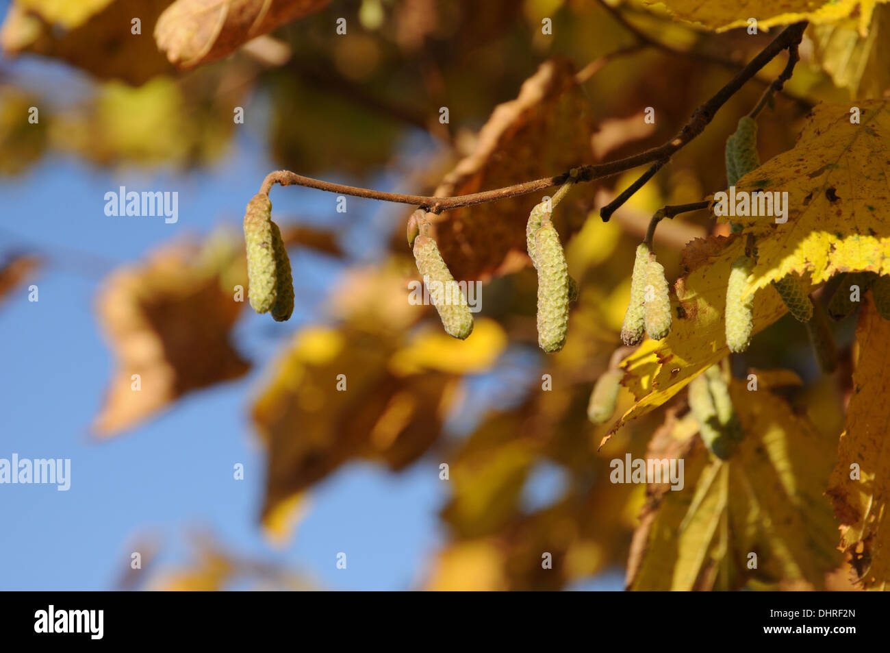 Indian hazelnut hi-res stock photography and images - Alamy