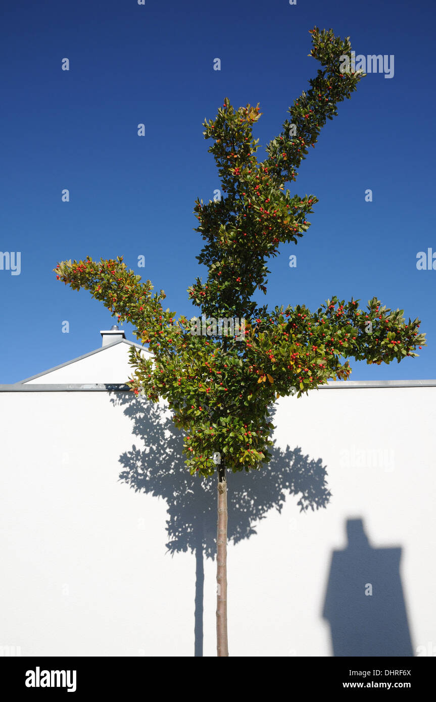 Broad leaved trees and shrubs hi-res stock photography and images - Alamy