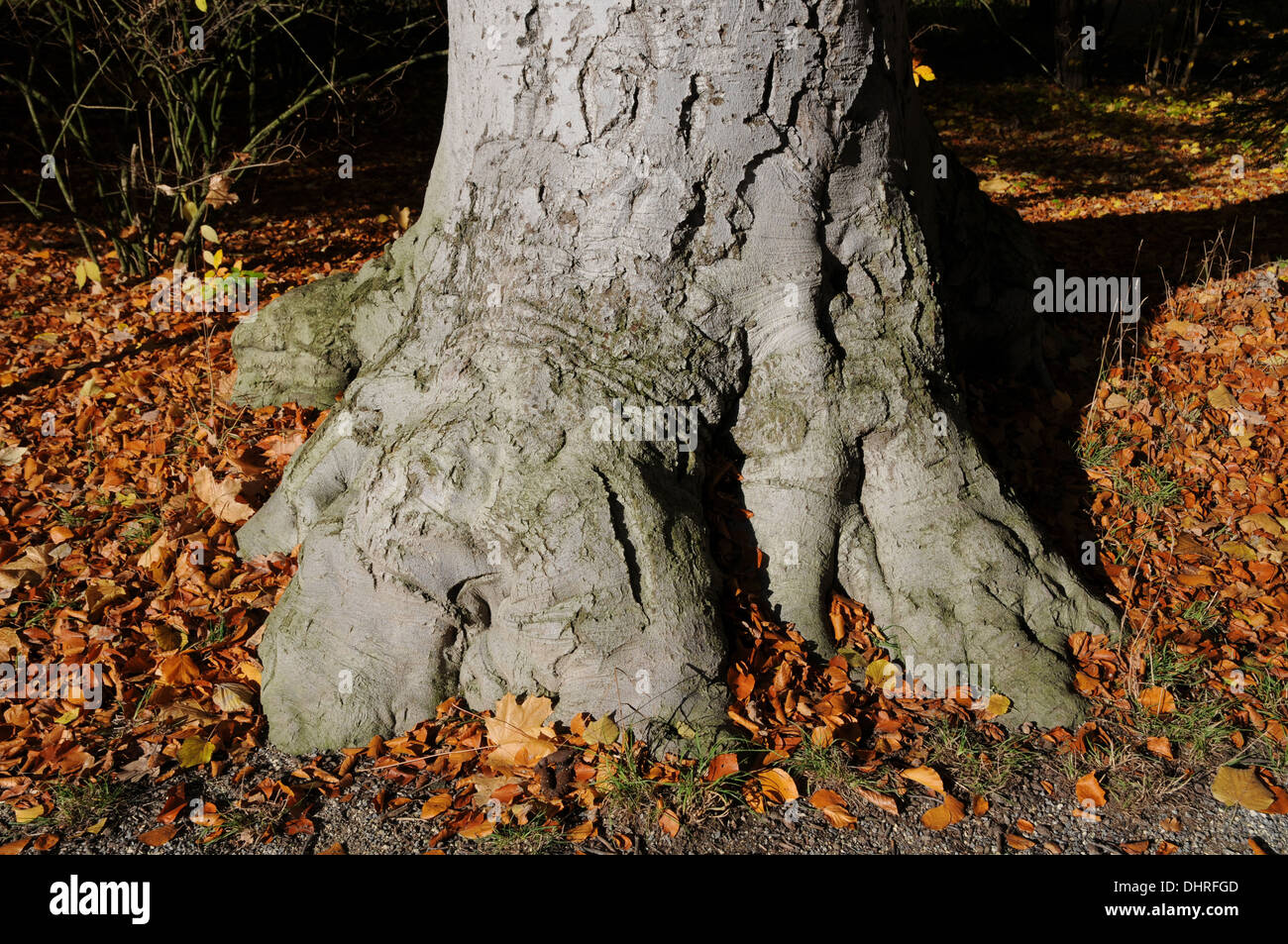 Beech stem hi-res stock photography and images - Alamy