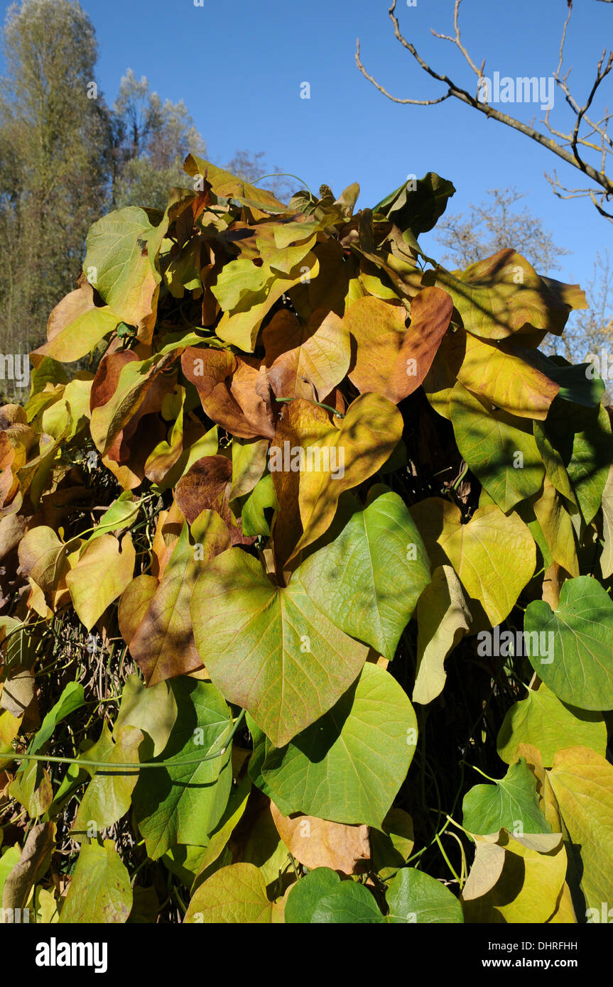 Balkon herbst hi-res stock photography and images - Alamy
