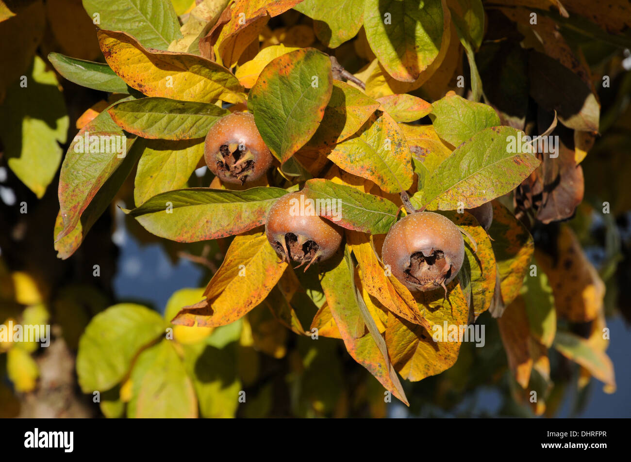 Indian medlar hi-res stock photography and images - Alamy