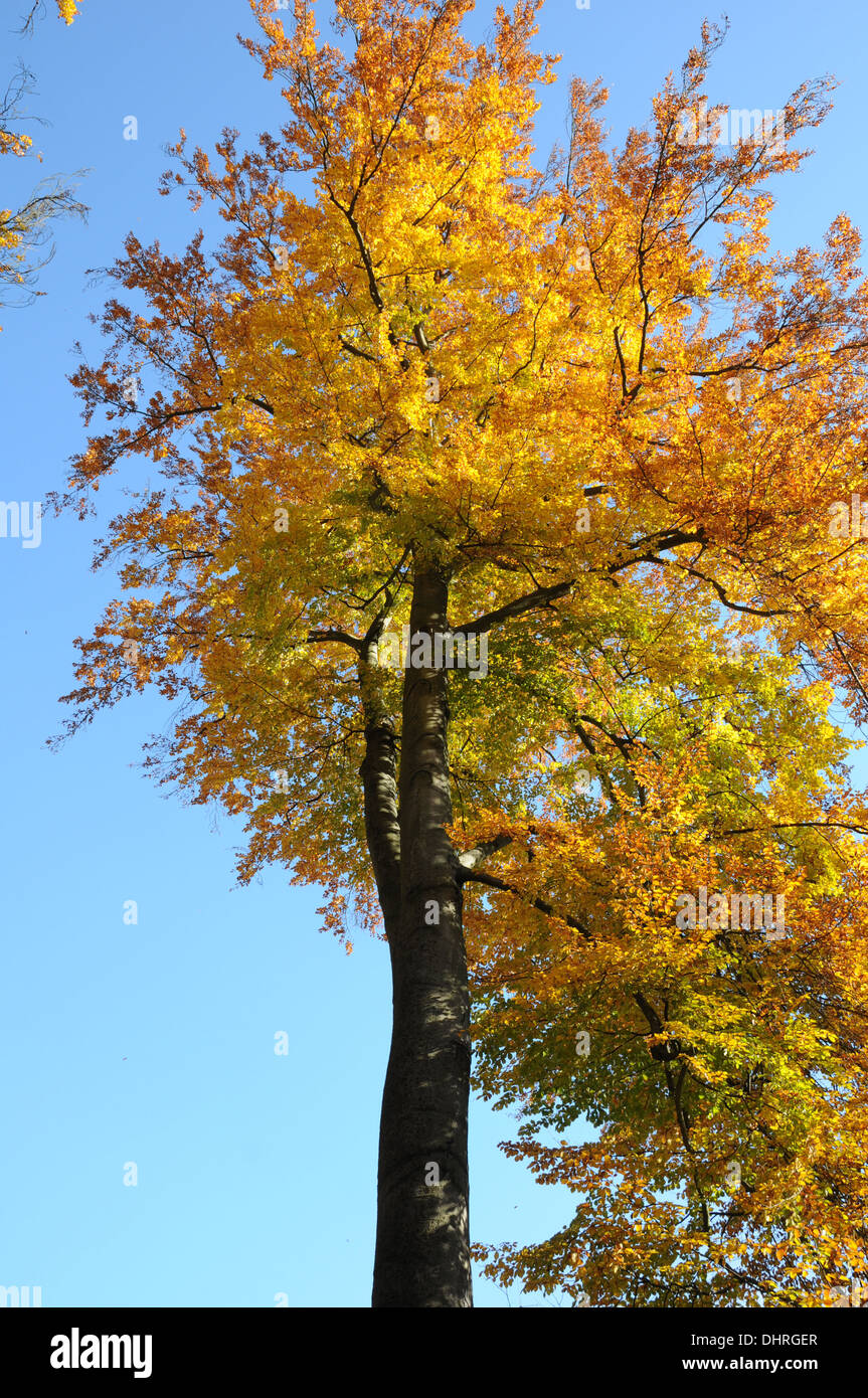 Indian Beech Tree High Resolution Stock Photography and Images - Alamy