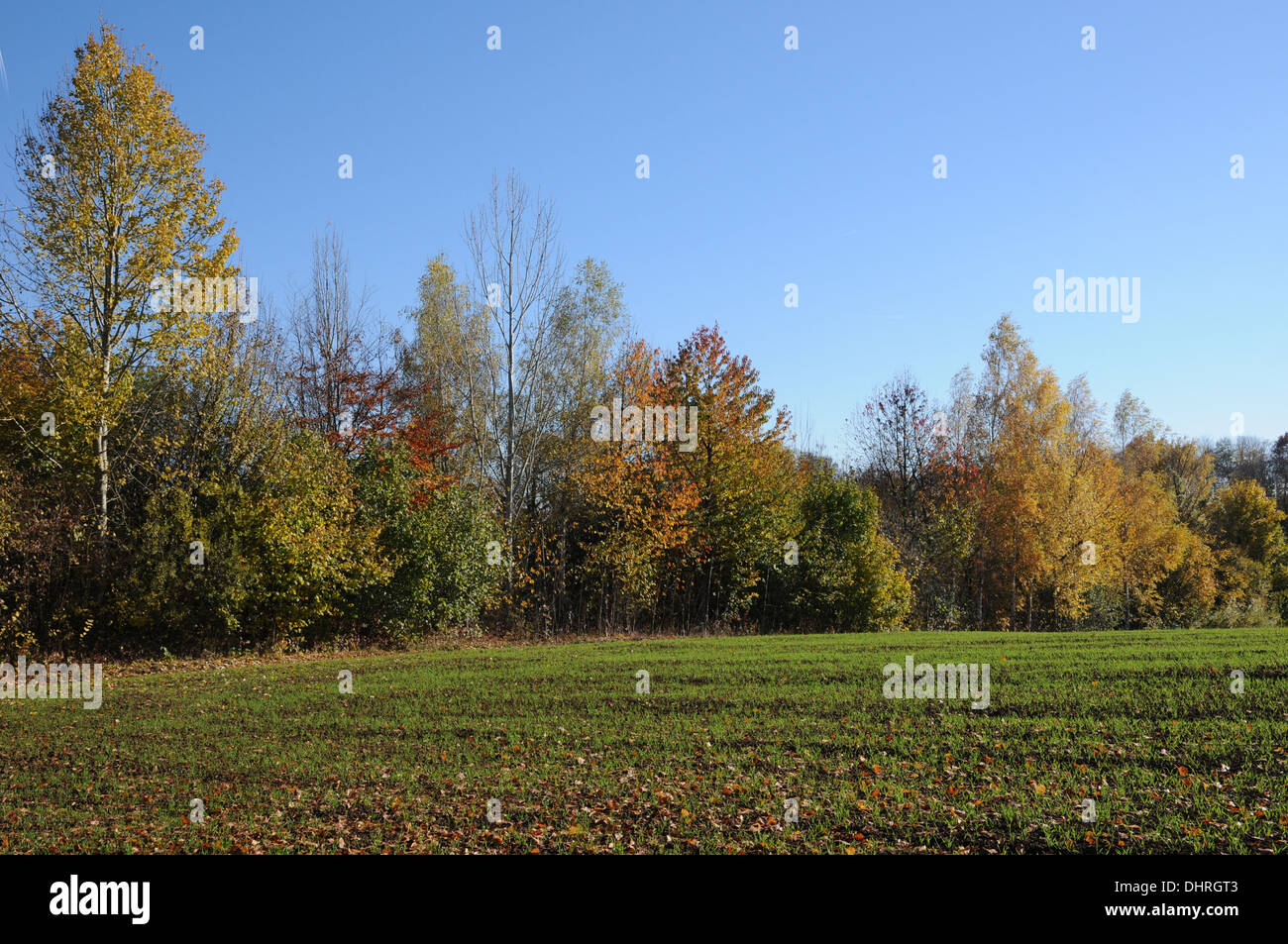 Field Hedge High Resolution Stock Photography and Images - Alamy