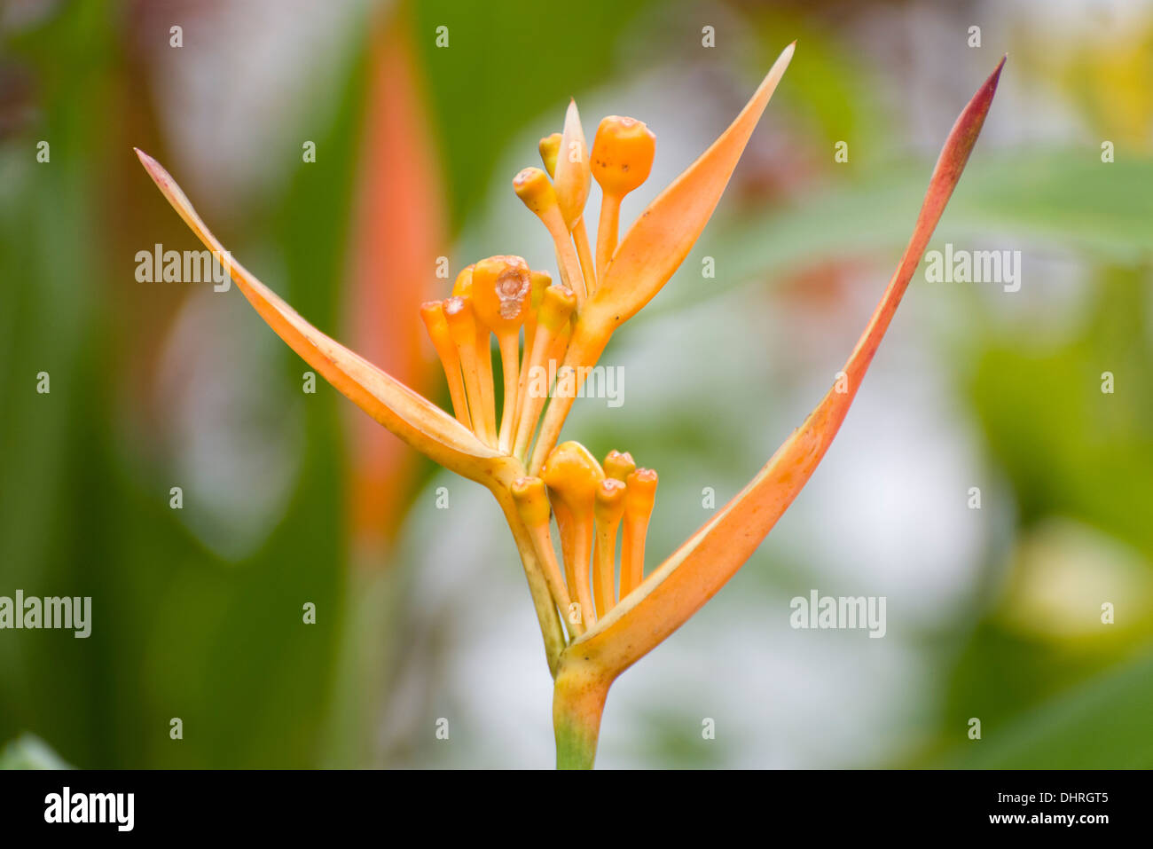 Parakeet Flower (Botanical name: Heliconia psittacorum) in Kerala ...