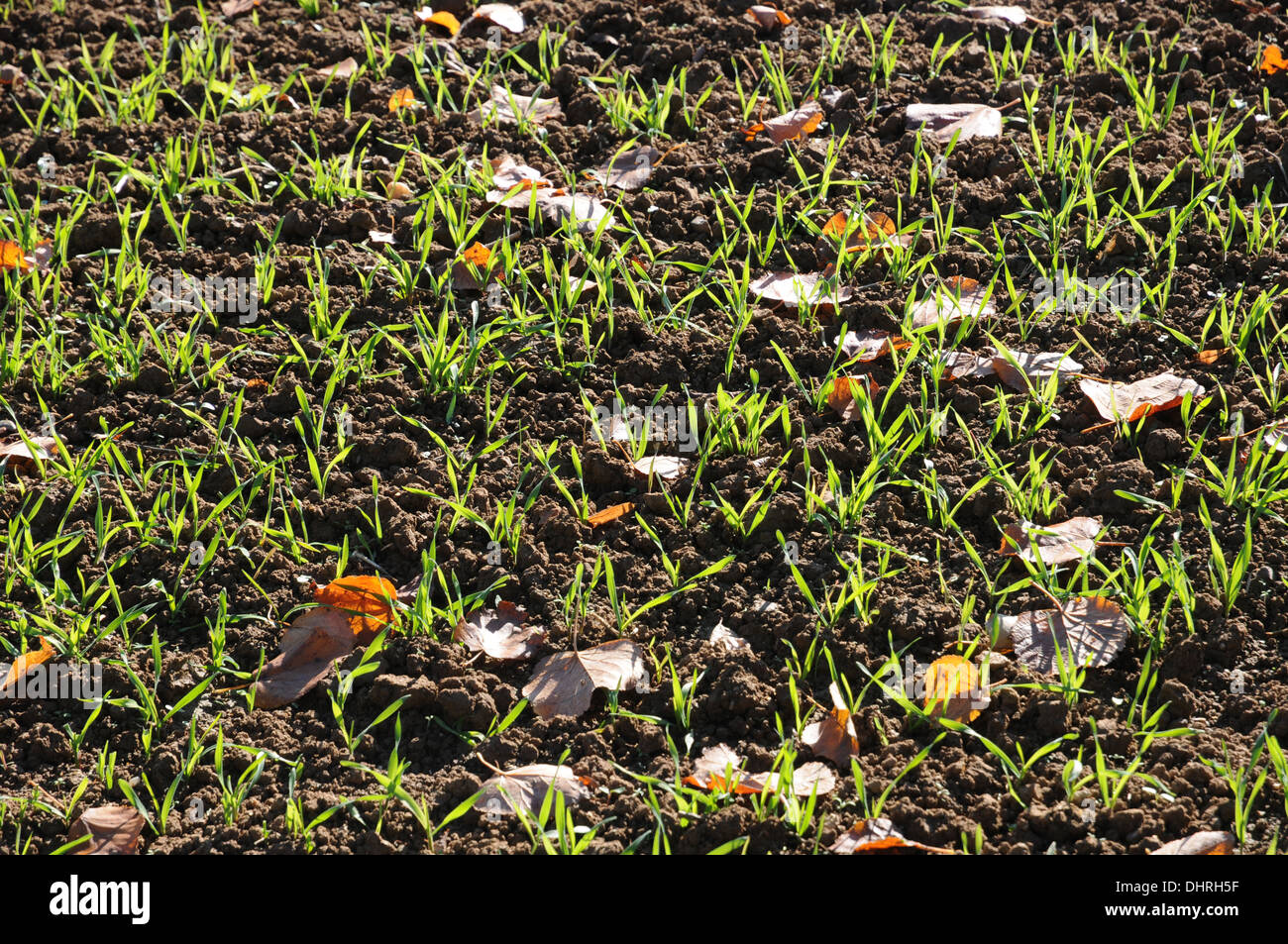Wheat after germination Stock Photo - Alamy