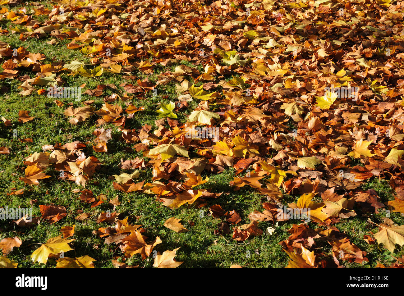 Plane leaves in fall Stock Photo - Alamy