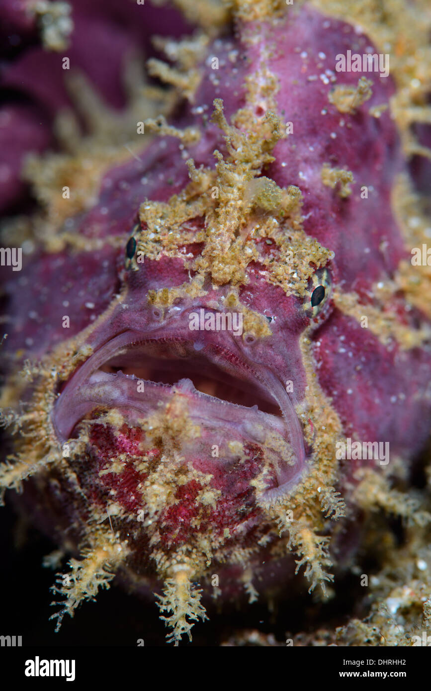 Anglerfish close up hi-res stock photography and images - Alamy