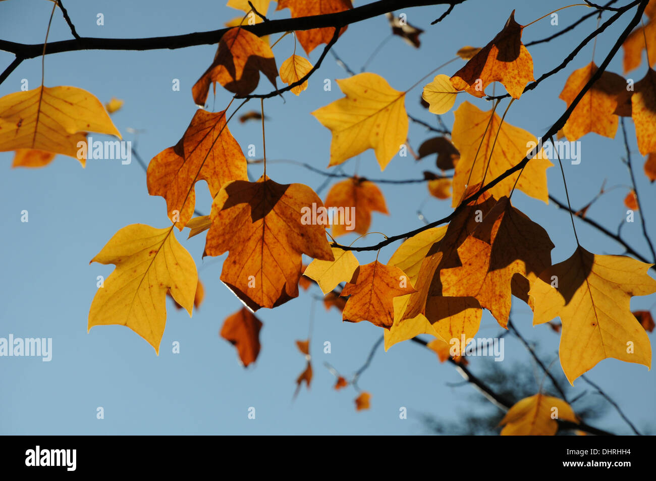 Indian tulip tree flower hi-res stock photography and images - Alamy