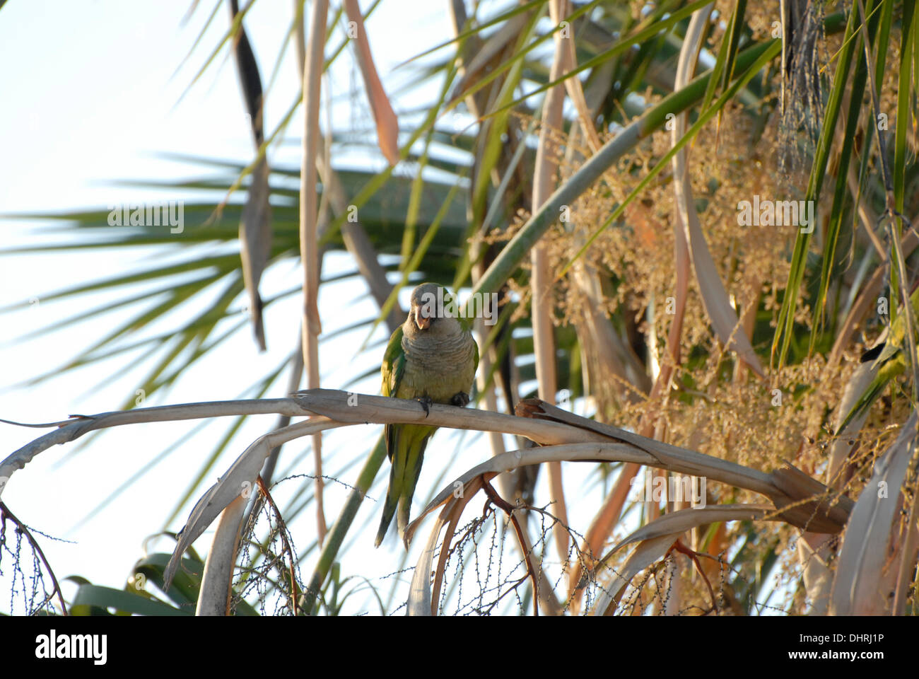 bird cockatoo on palm Stock Photo - Alamy