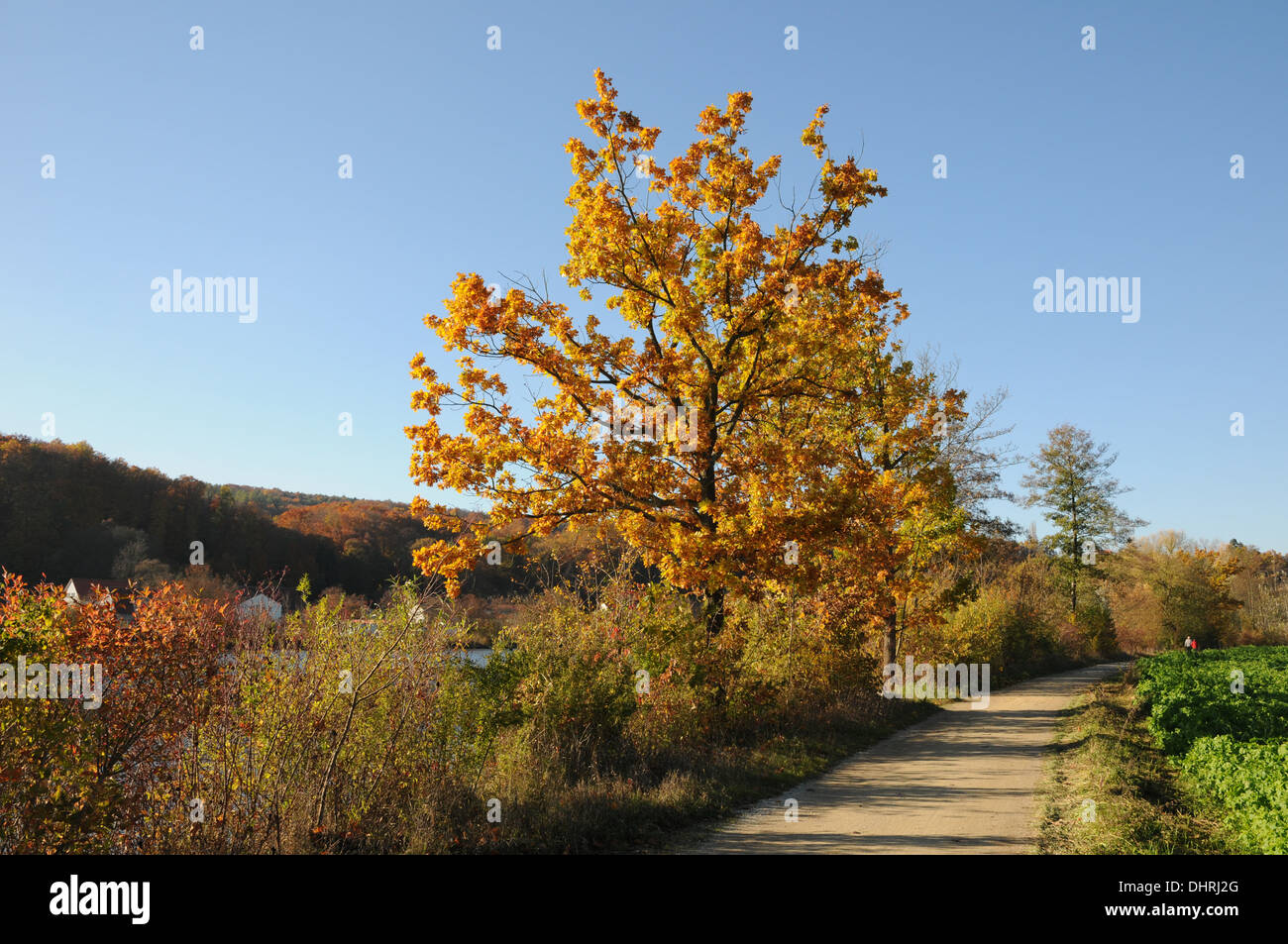 Stieleiche blatt hi-res stock photography and images - Alamy