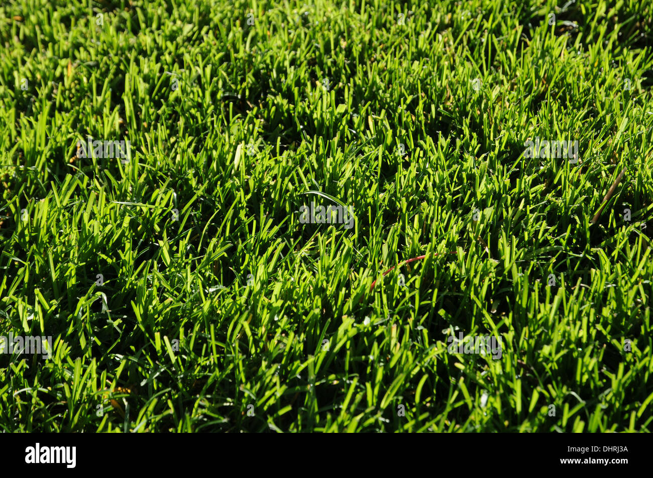 Mähen gras hi-res stock photography and images - Alamy