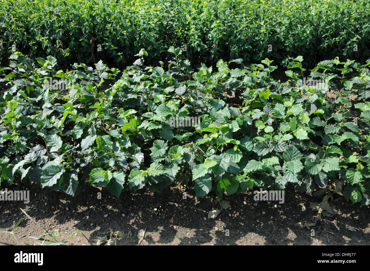 Hazel shrubs hi-res stock photography and images - Alamy