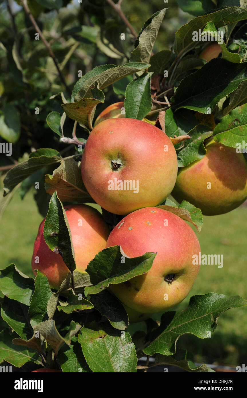 Berlepsch apfel hi-res stock photography and images - Alamy
