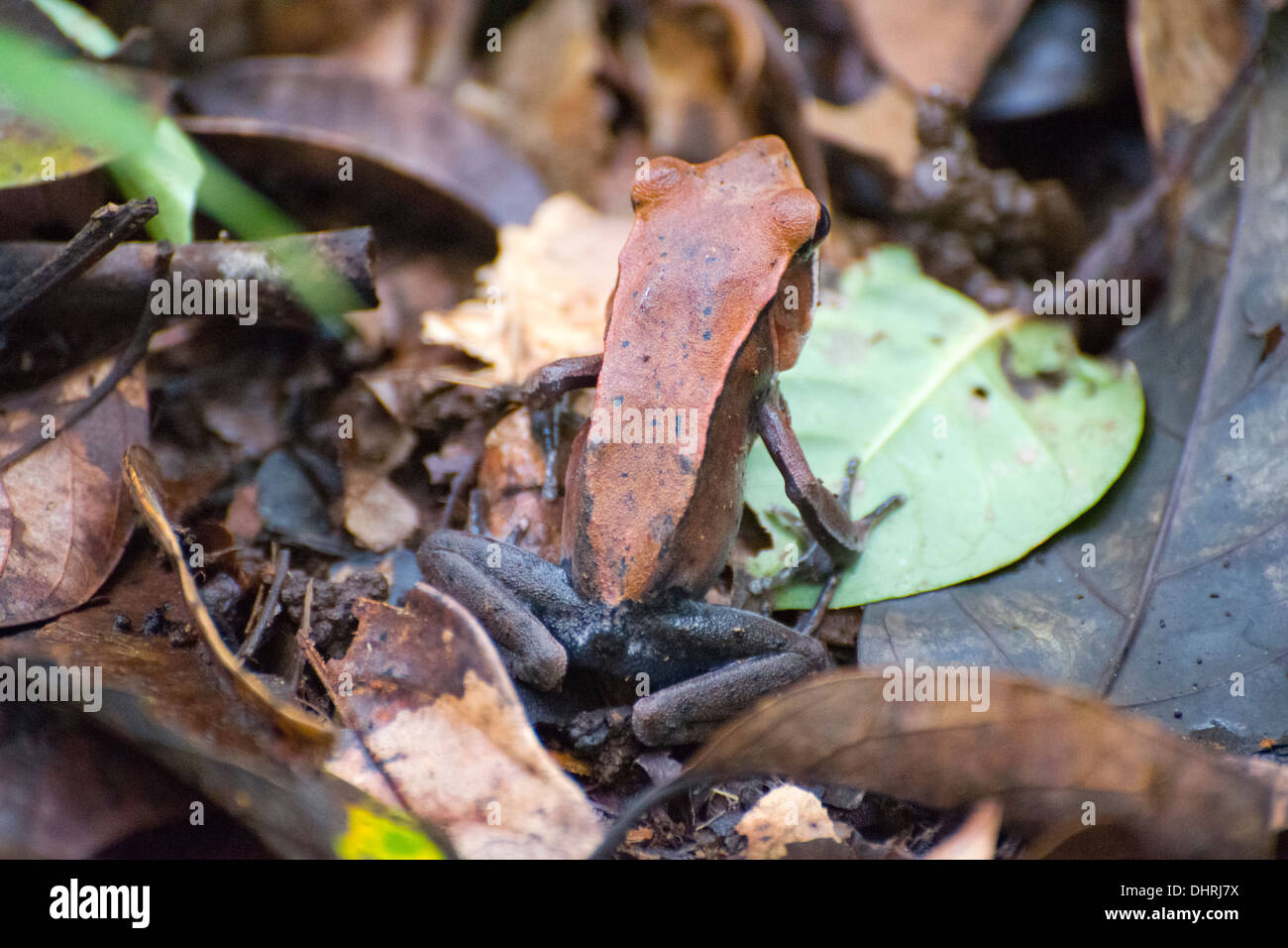 Periyar tiger reserve kerala hi-res stock photography and images - Alamy