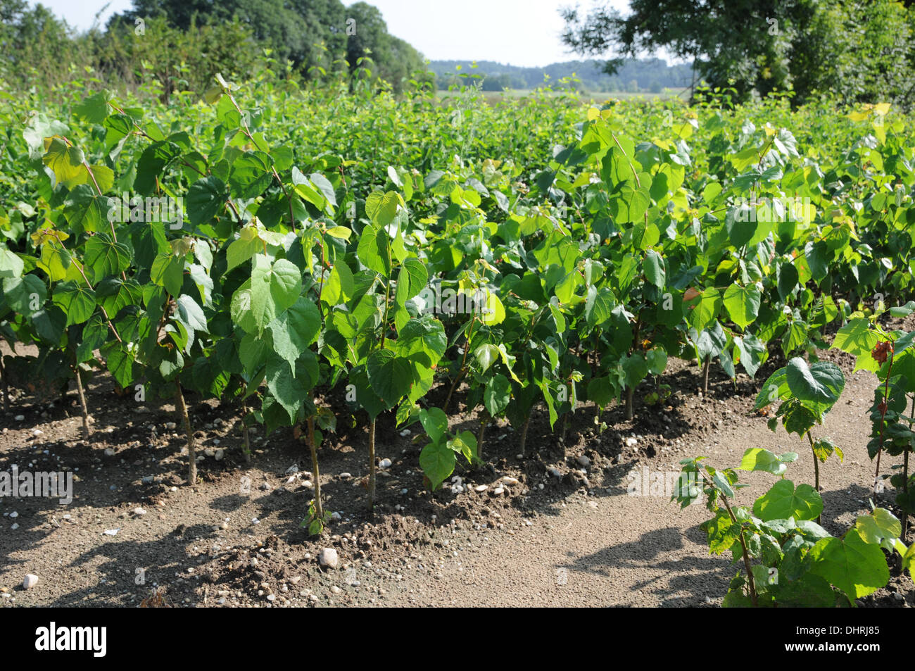 Largeleaved lime hi-res stock photography and images - Alamy