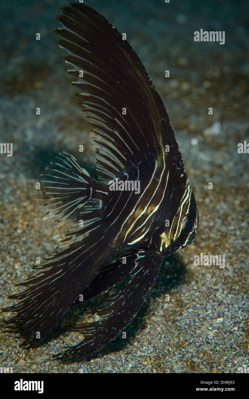 A Batavia spadefish also known as the Zebra batfish . this is a ...