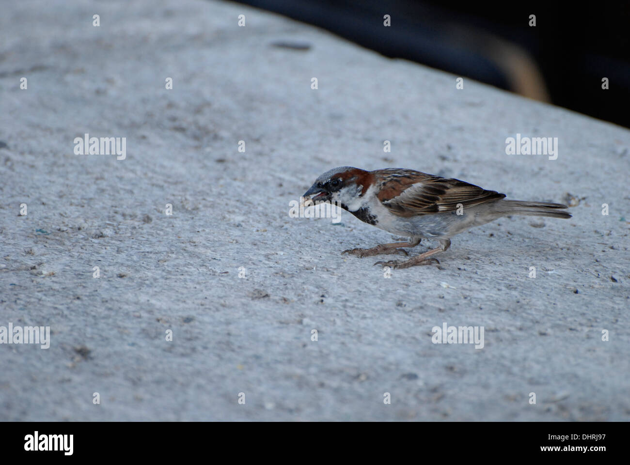bird eating, gorrion comiendo Stock Photo - Alamy