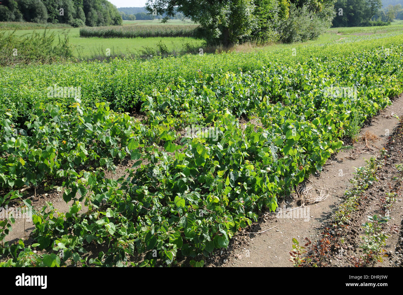 Largeleaved lime hi-res stock photography and images - Alamy