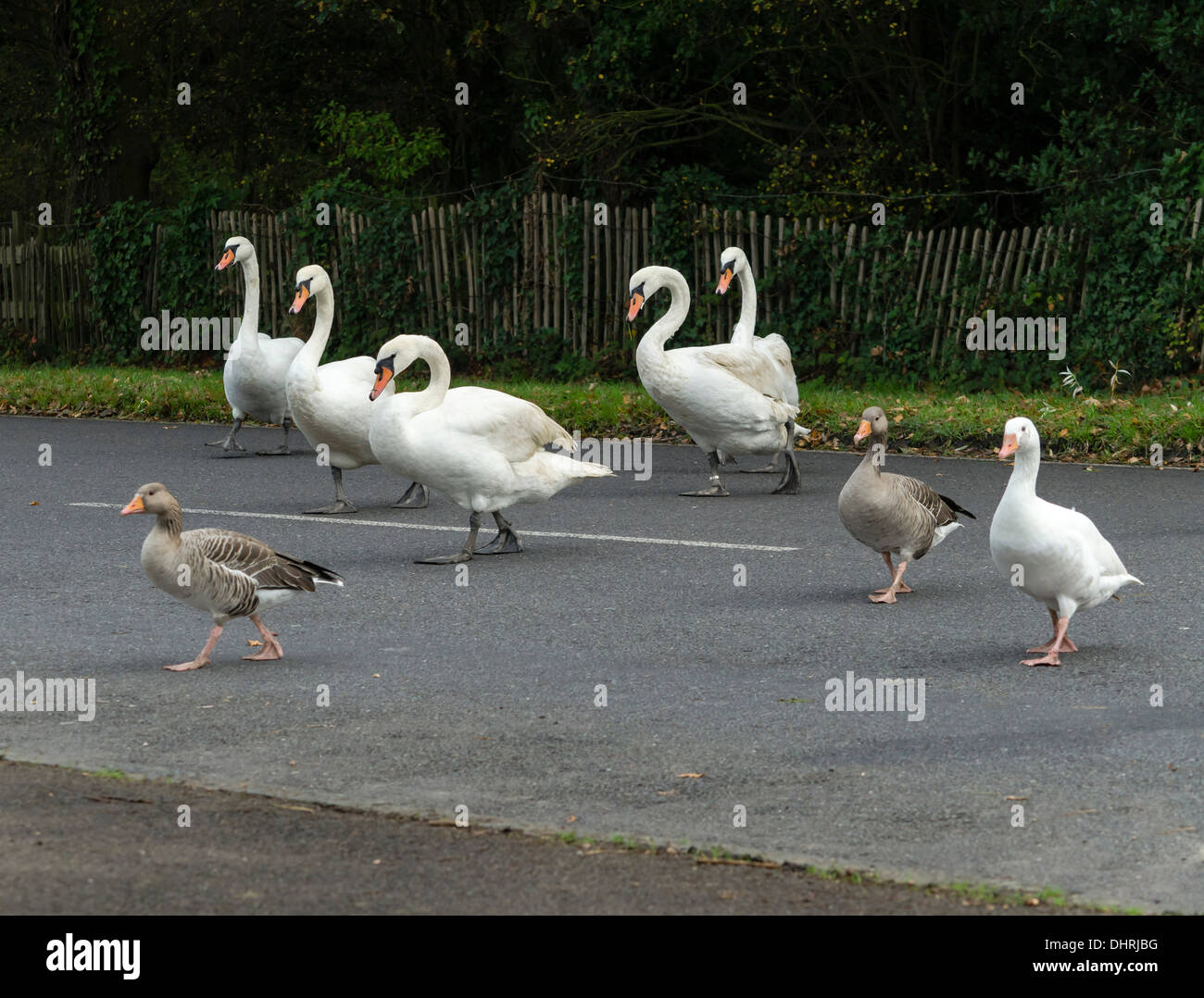 Canada geese crossing road hi-res stock photography and images - Alamy