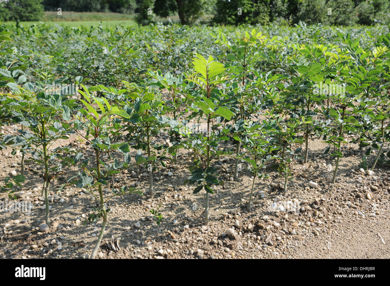 Young Ash-trees in nursery Stock Photo - Alamy