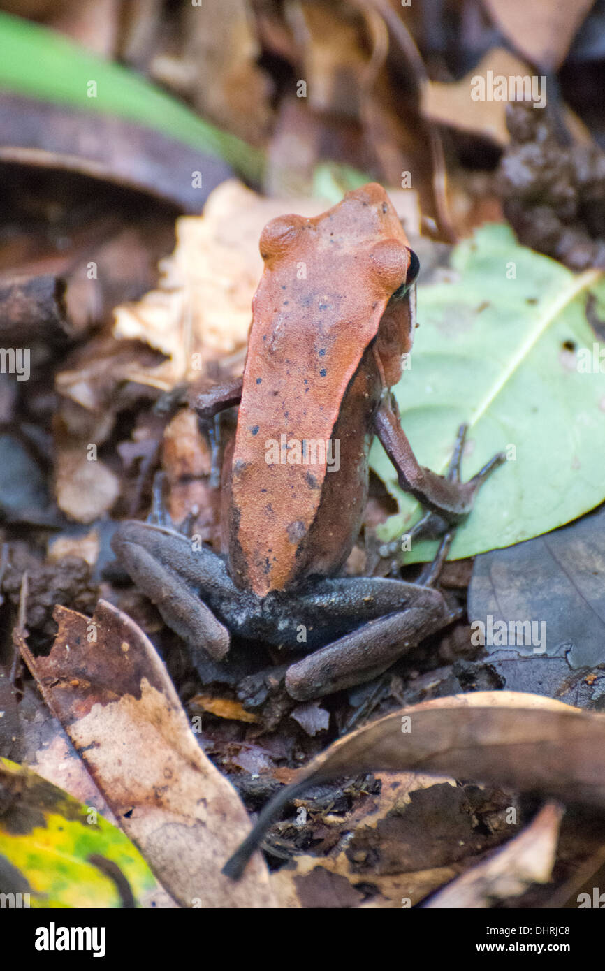 Bicoloured Frog (Scientific Name: Clinotarsus curtipes) in Periyar ...