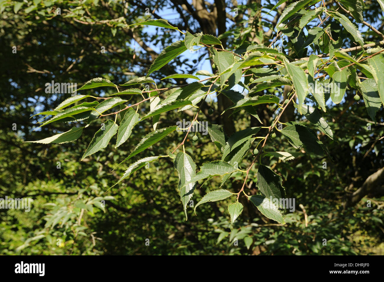 Lote tree hi-res stock photography and images - Alamy