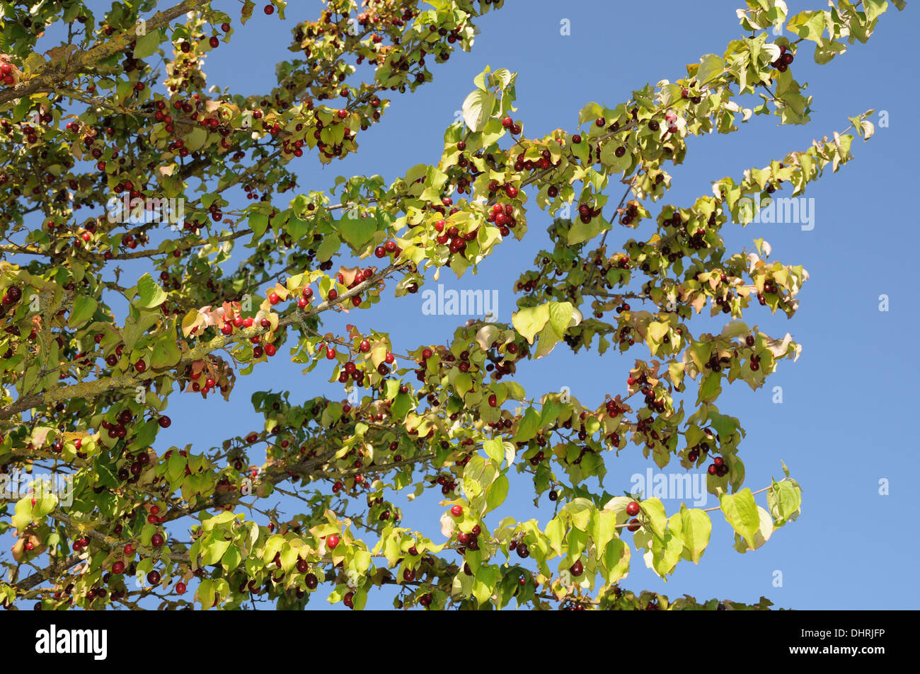 Kornelkirschen hi-res stock photography and images - Alamy