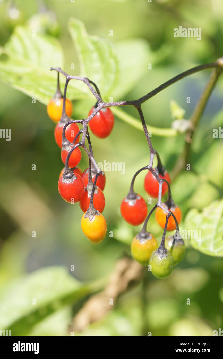 Poisonberry hi-res stock photography and images - Alamy