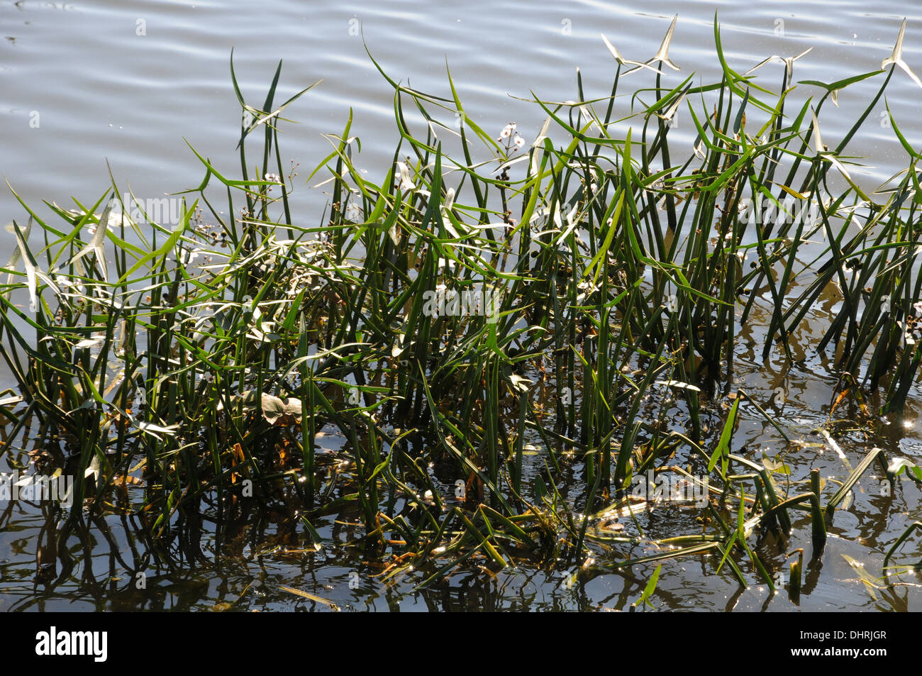 Aquatic Arrowhead Plants High Resolution Stock Photography and Images ...