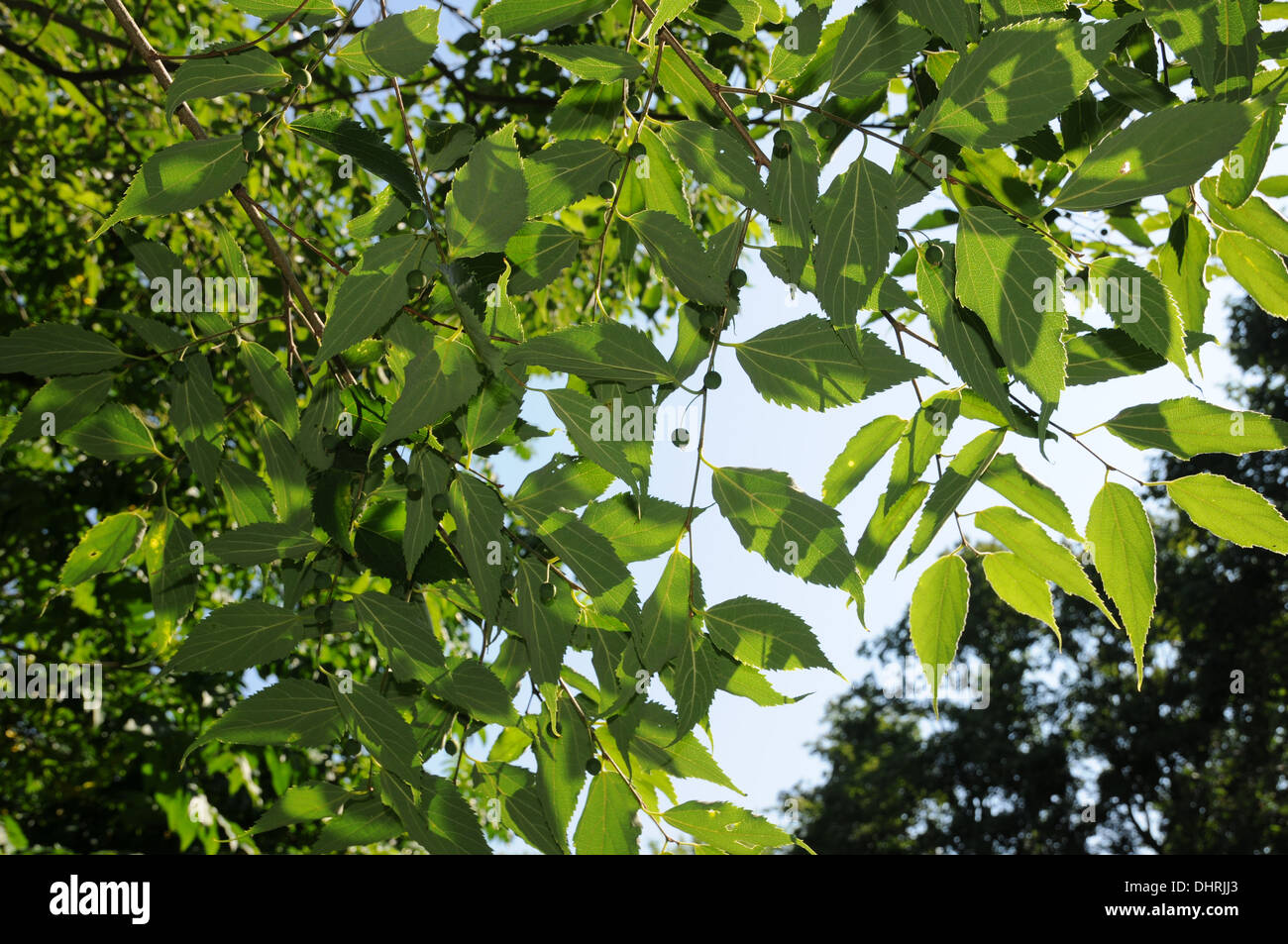 Lote tree hi-res stock photography and images - Alamy