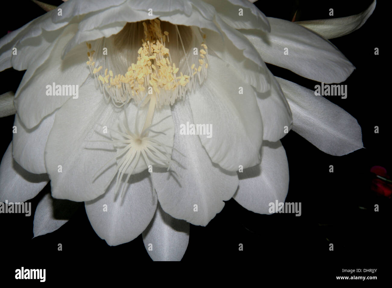 Close-up of Lily of Bethlehem flowers (known as Bramha Kamala in India ...
