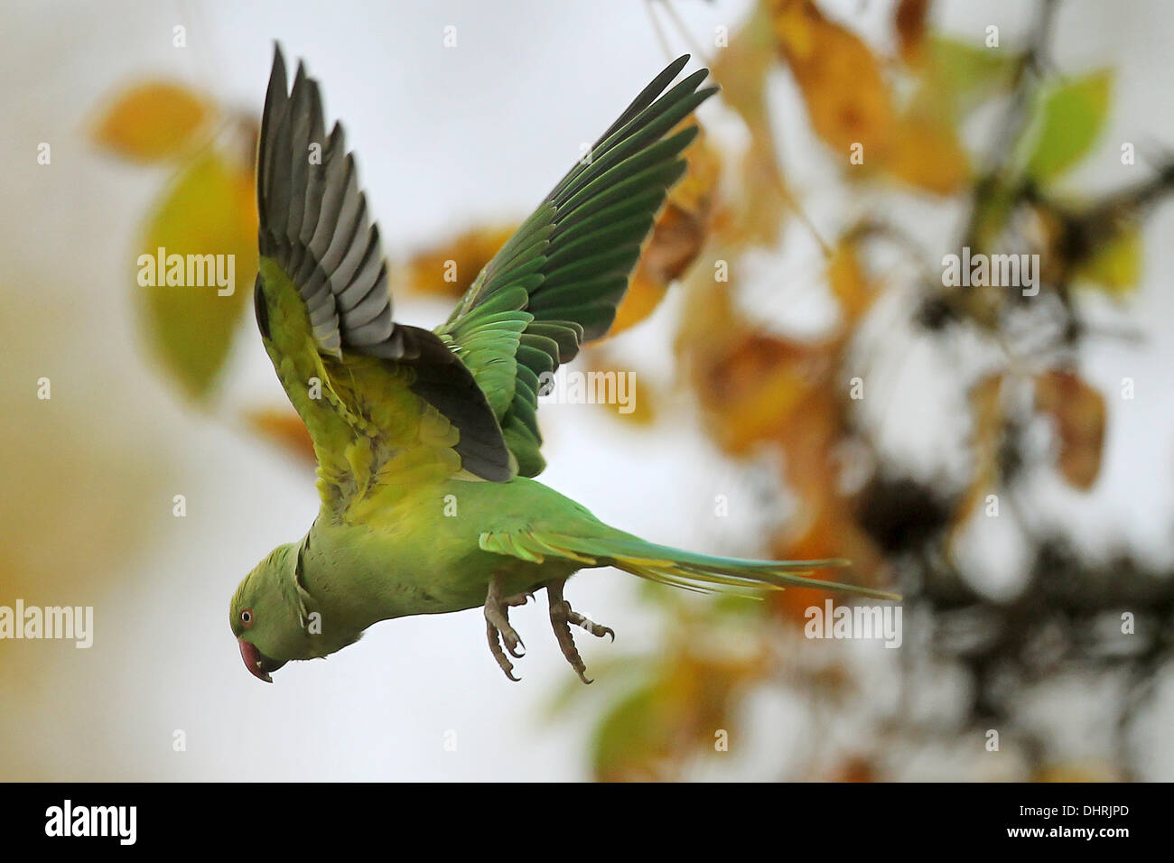 Wiesbaden, Germany. 14th Nov, 2013. An Alexandrian parrot flies ona ...