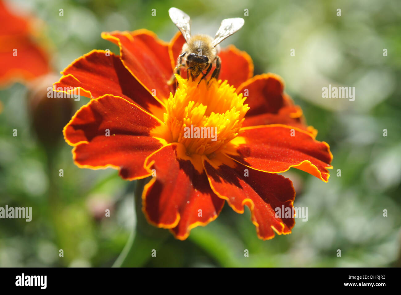 B flor hi-res stock photography and images - Alamy