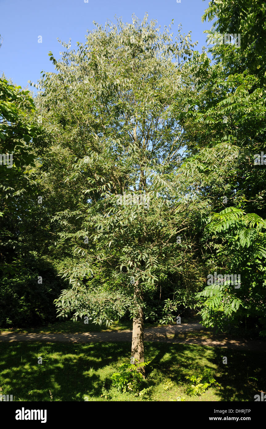 European nettle tree hi-res stock photography and images - Alamy