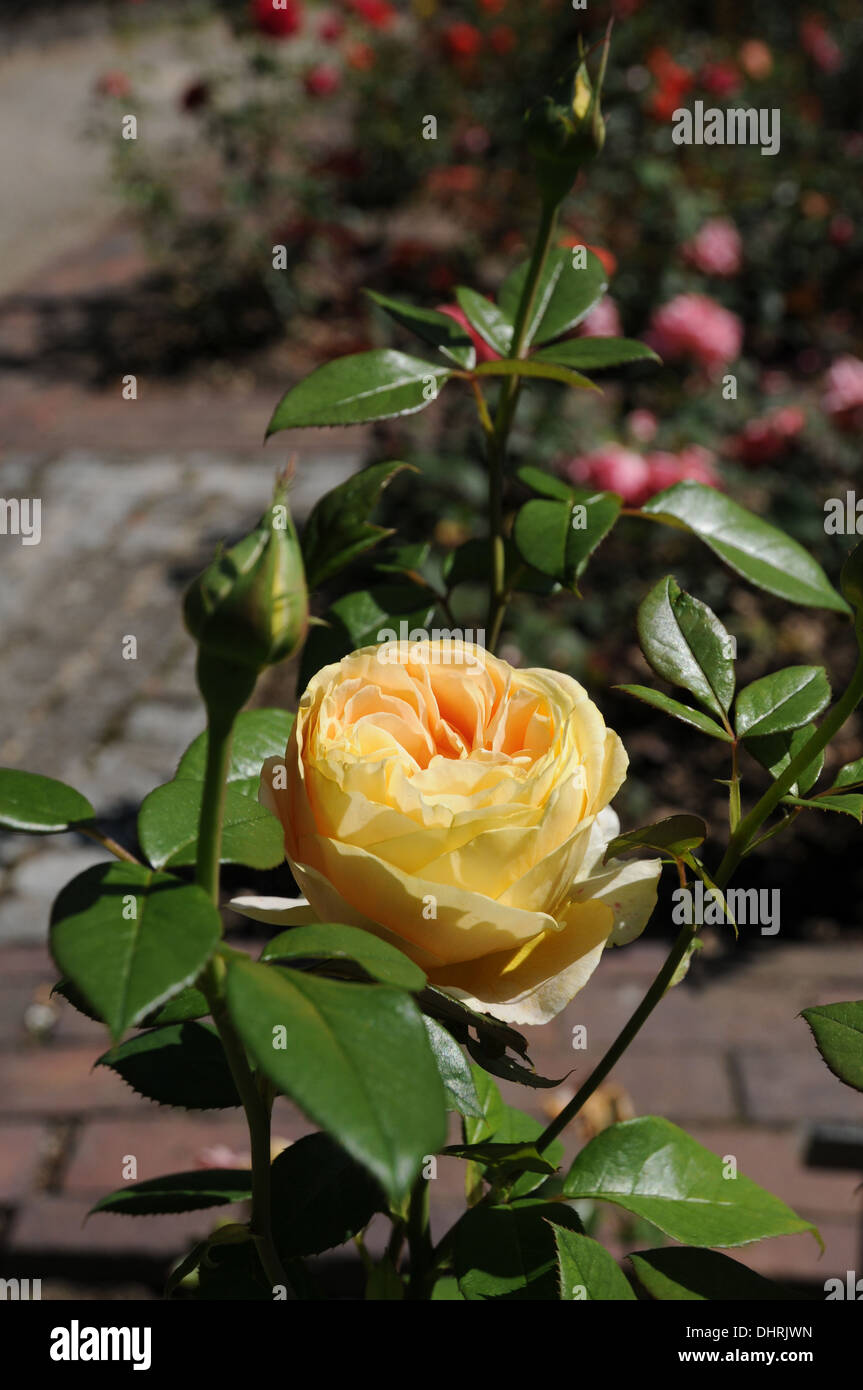 Hybrid t rose hi-res stock photography and images - Alamy