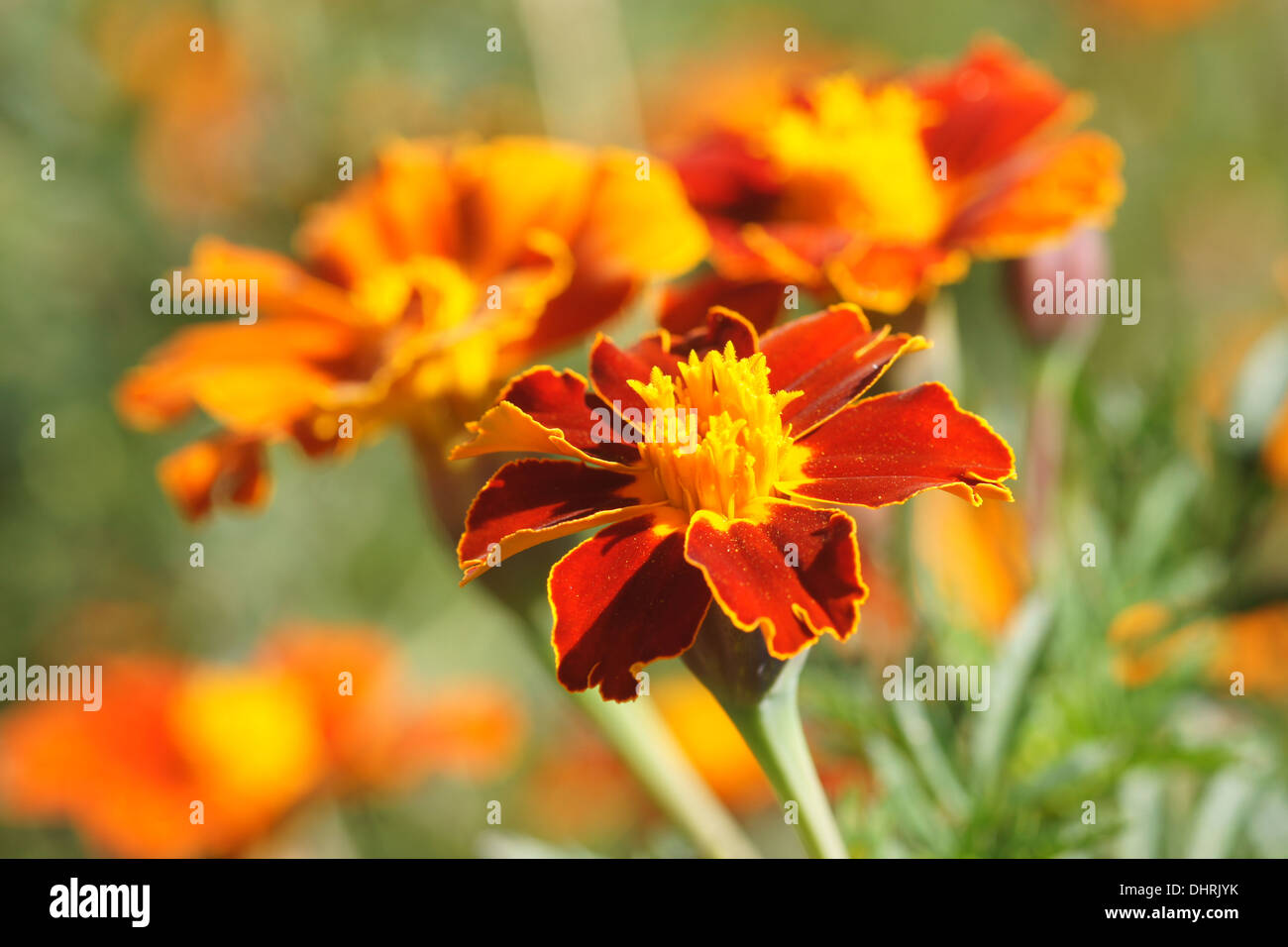 Marigold flor hi-res stock photography and images - Alamy