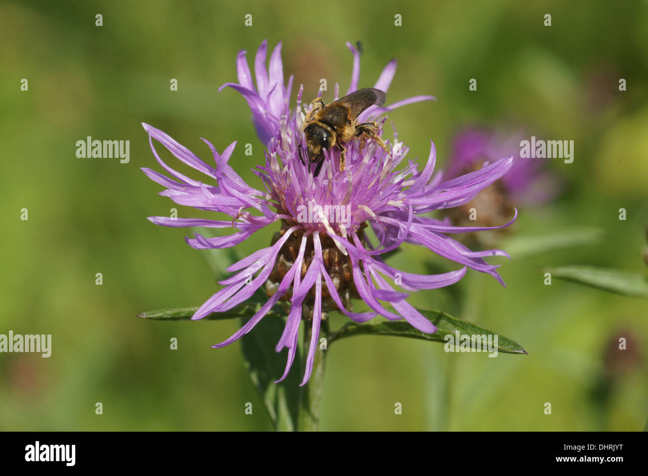 Knapweed insects hi-res stock photography and images - Alamy