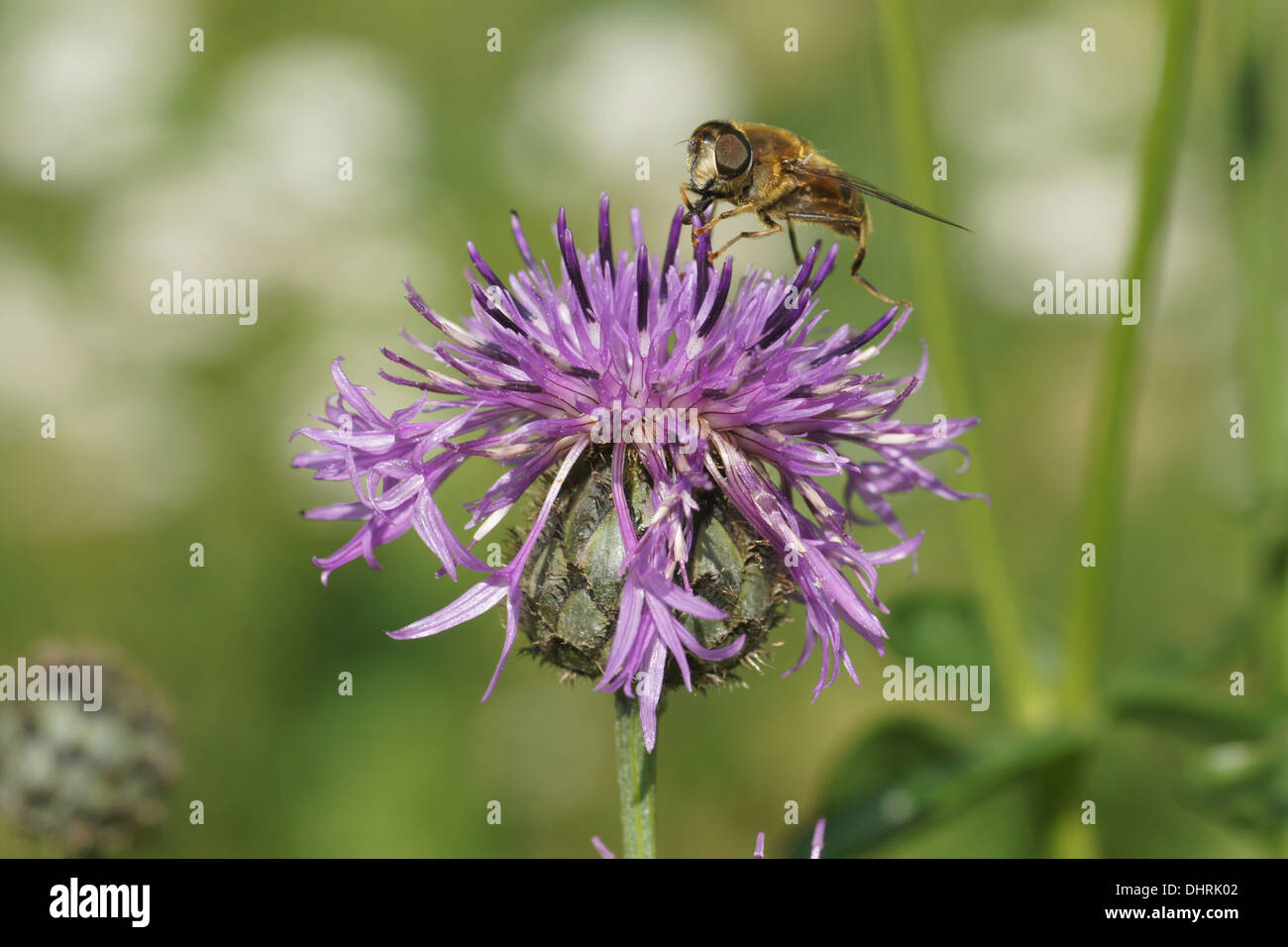 Knapweed Insects High Resolution Stock Photography and Images - Alamy