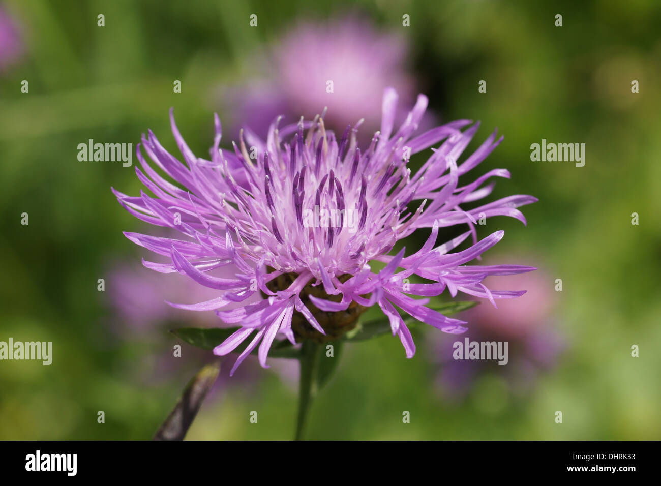 Brownray knapweeds hi-res stock photography and images - Alamy