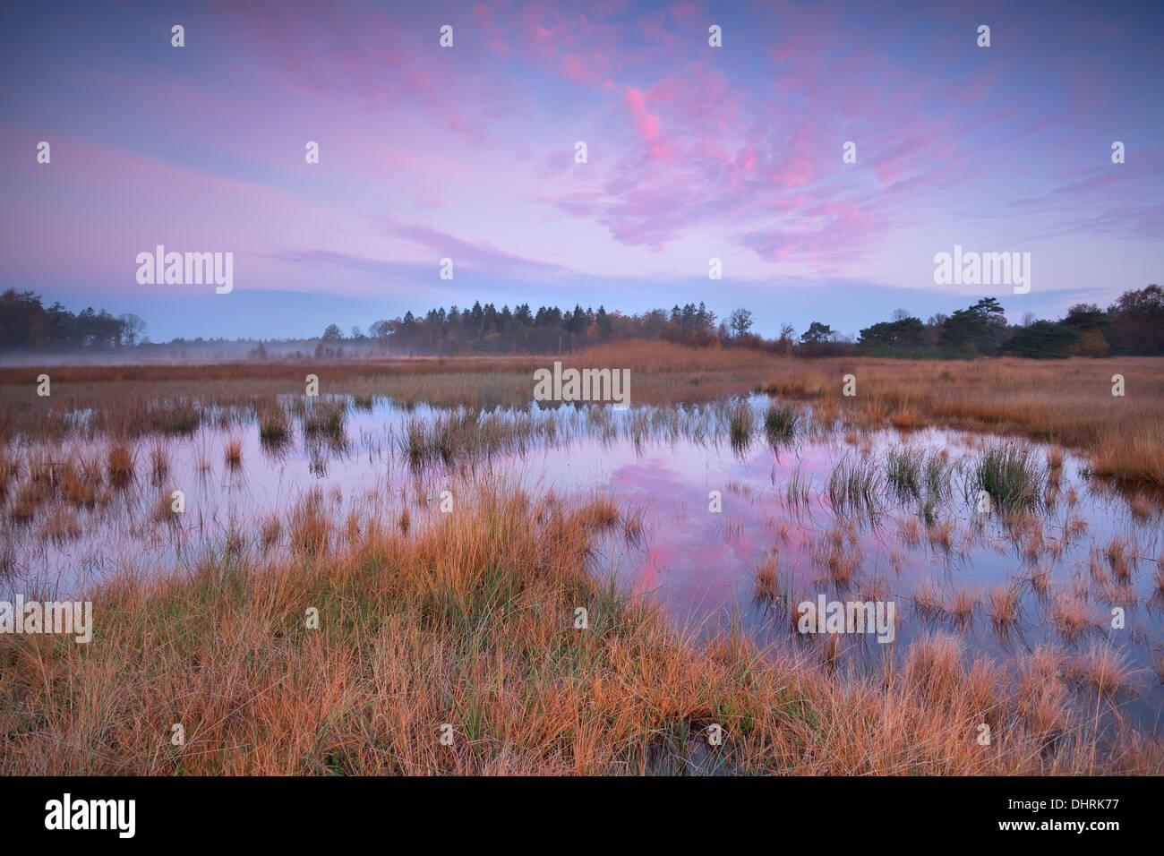 autumn sunrise over swamp Poepedobbe, Mandeveld, Friesland, Netherlands ...