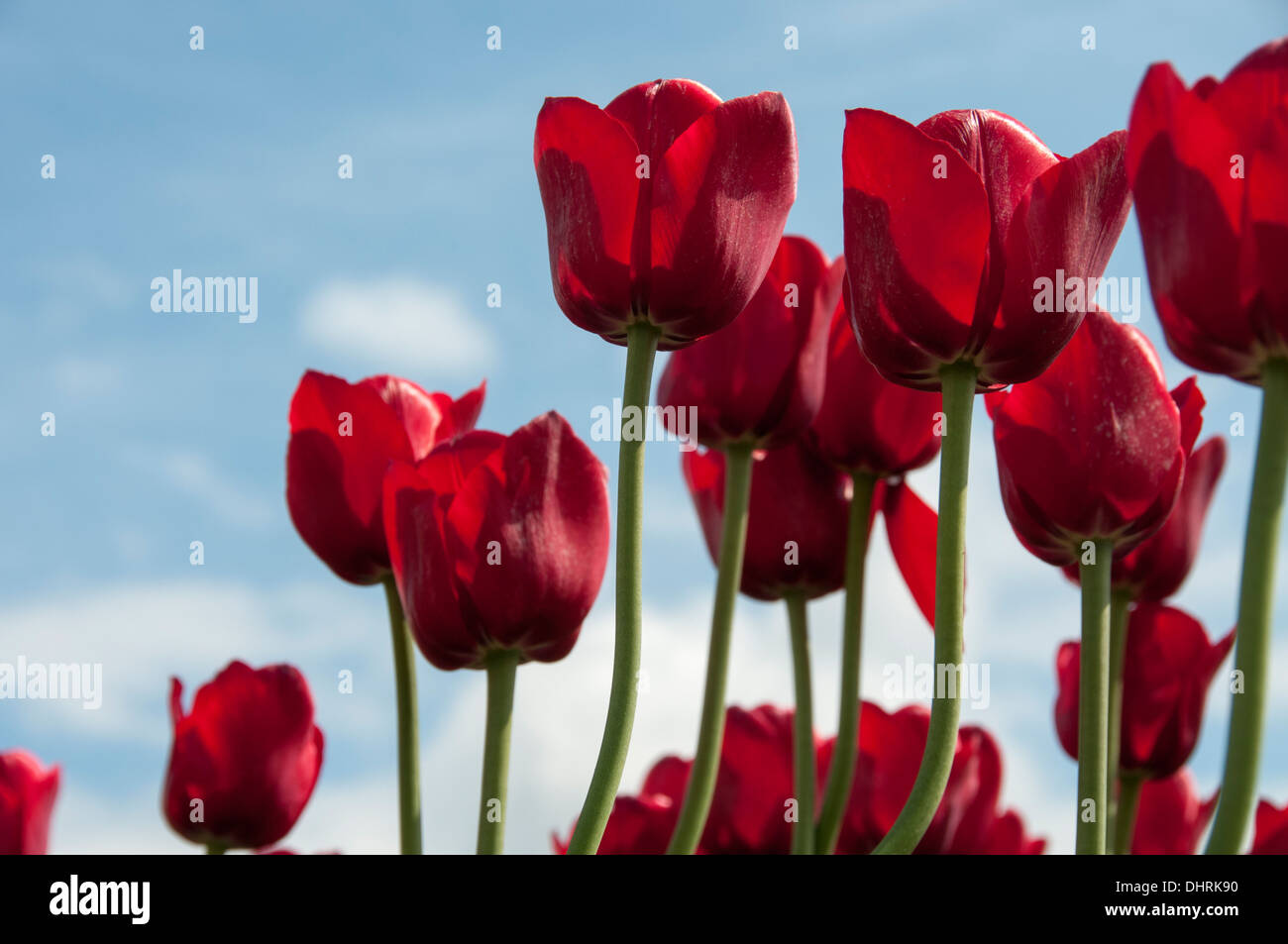 red tulips and blue sky with white clouds Stock Photo - Alamy