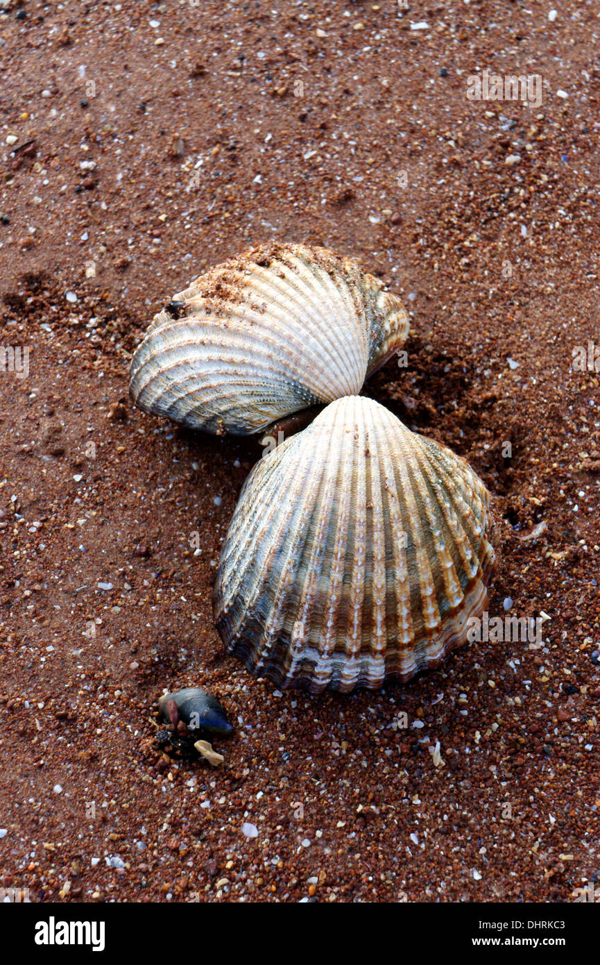 Common Cockle High Resolution Stock Photography and Images - Alamy