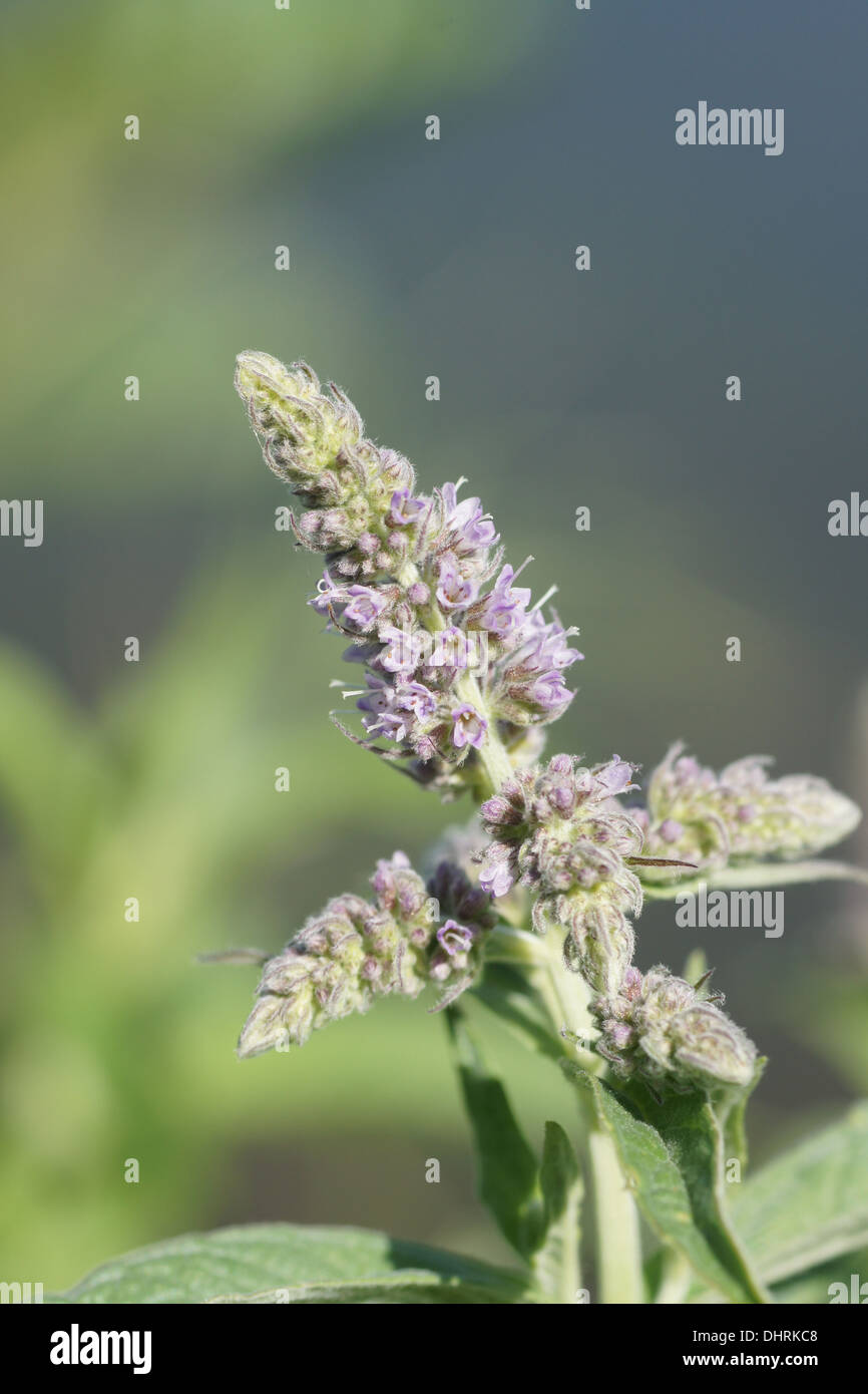 Curly mint plant hi-res stock photography and images - Alamy