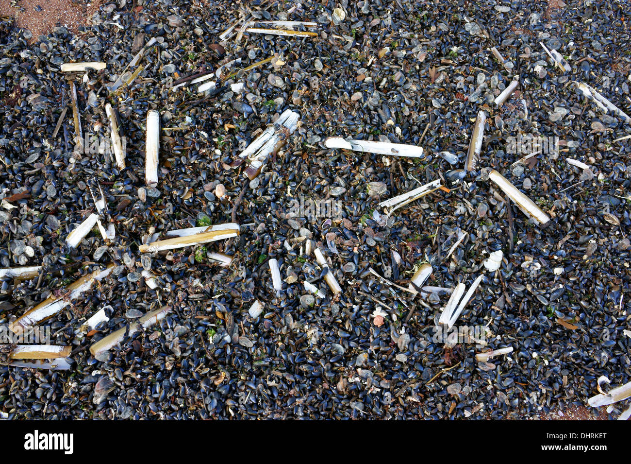 Close-up of Sea Shells on Beach including the Common Mussel (Mytilus ...