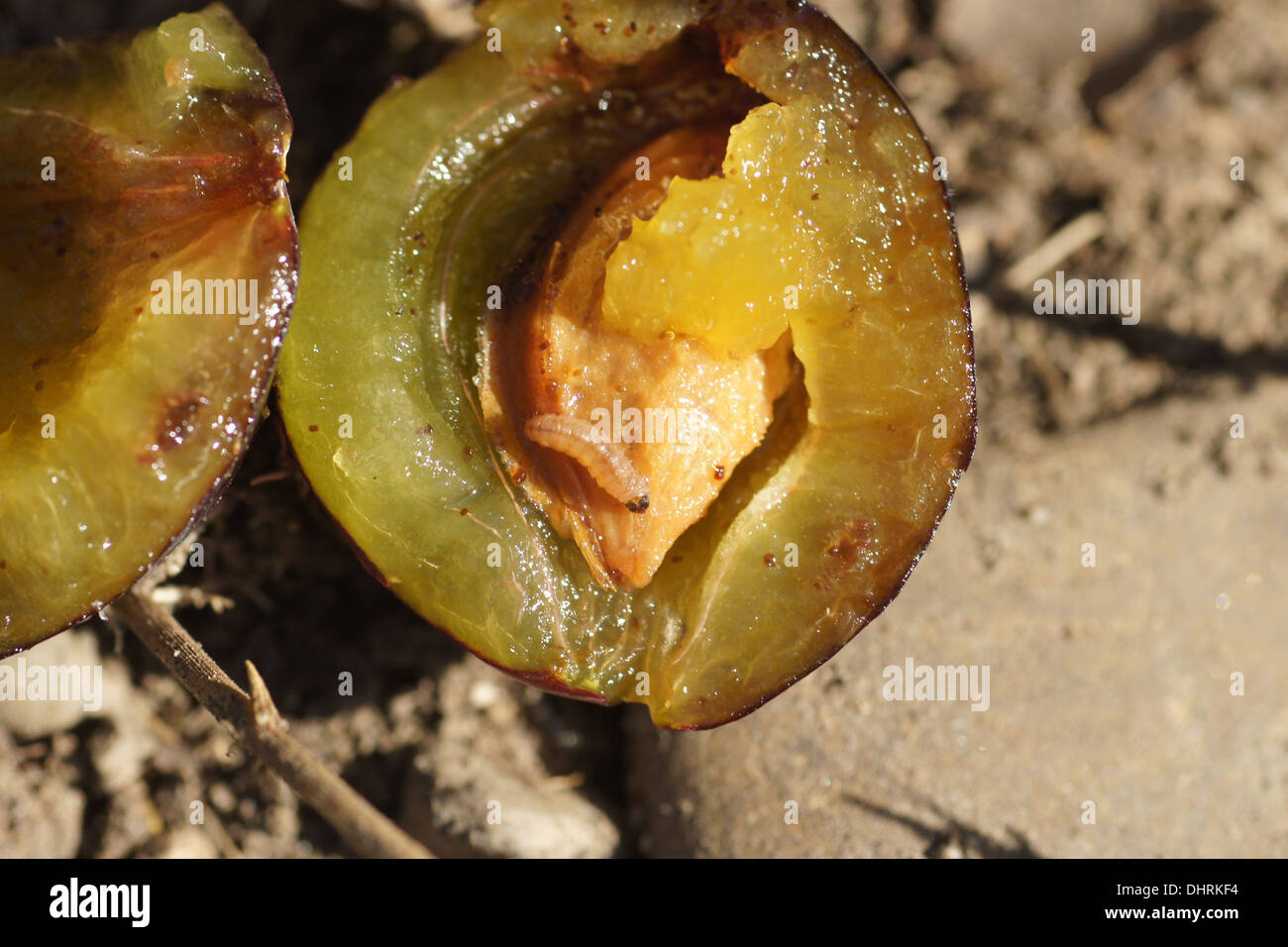 Plum moth hi-res stock photography and images - Alamy