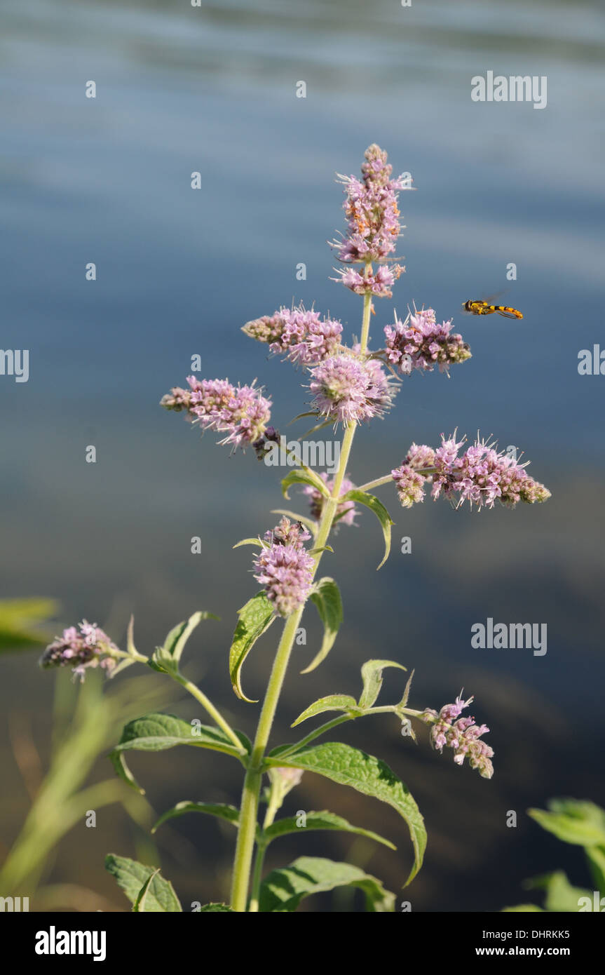 Minzen mints hi-res stock photography and images - Alamy