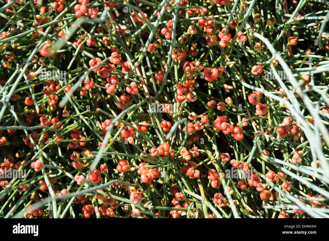 Ephedra hi-res stock photography and images - Alamy