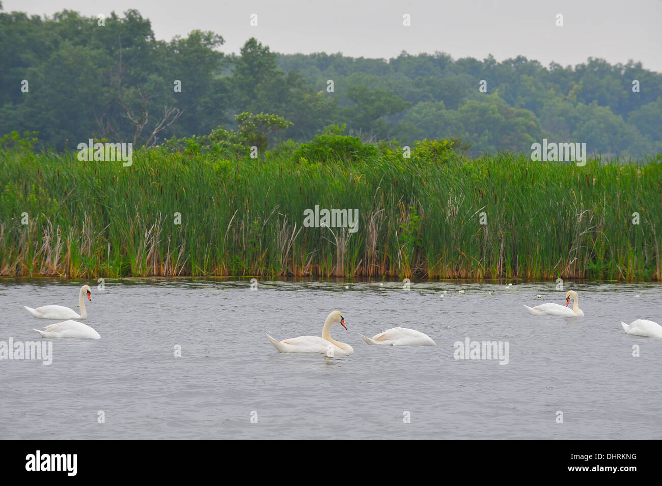 Swans floating in Lake James in Angola, Indiana USA Stock Photo - Alamy